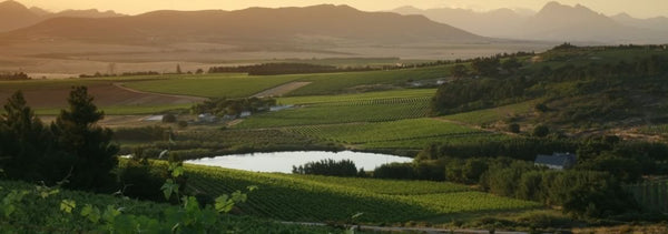 The new frontier - Wine from South Africa